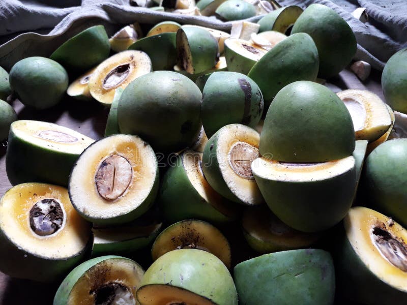 Kacchi Keri Mango stock image. Image of mango, mangos - 120965335