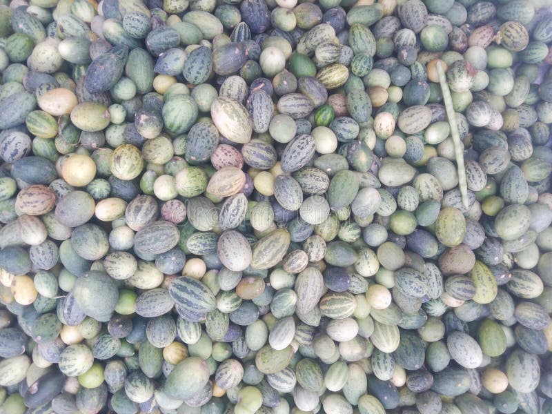 Callosus Melon Stock Photos - Free & Royalty-Free Stock Photos from ...