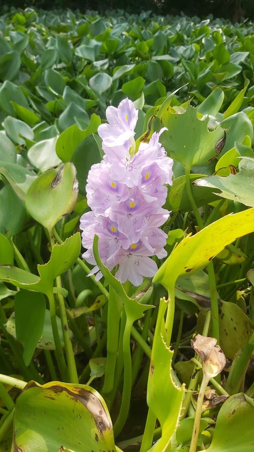 The Kachuri Flower Looks Very Beautiful. Stock Image - Image of kachuri ...