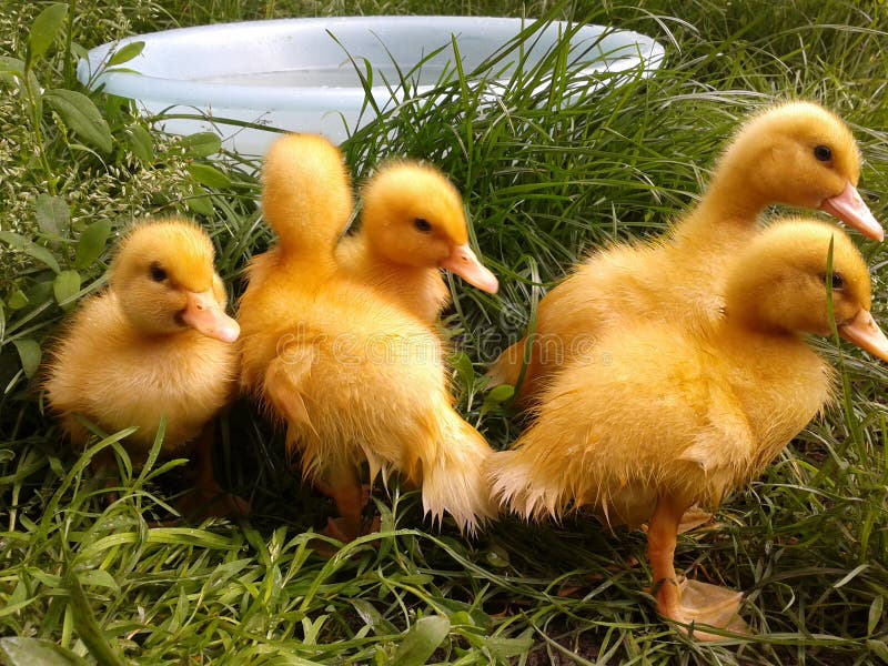 Biały królik obraz stock. Obraz złożonej z ssak, albinos - 5530103