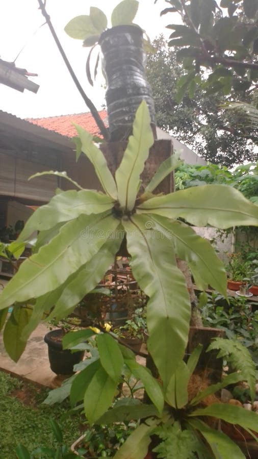 Kadaka green plan stock photo. Image of plan, garden - 215060202