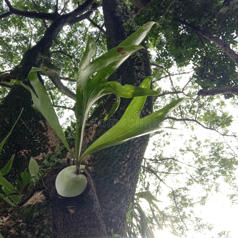 Kadaka plant on the tree stock photo. Image of deciduous - 265592468