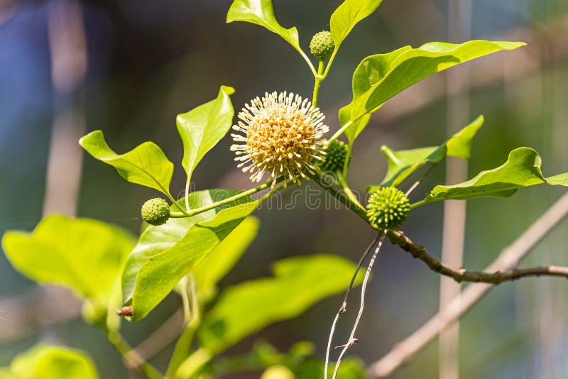 175 Kadam Flower Stock Photos - Free & Royalty-Free Stock Photos from ...