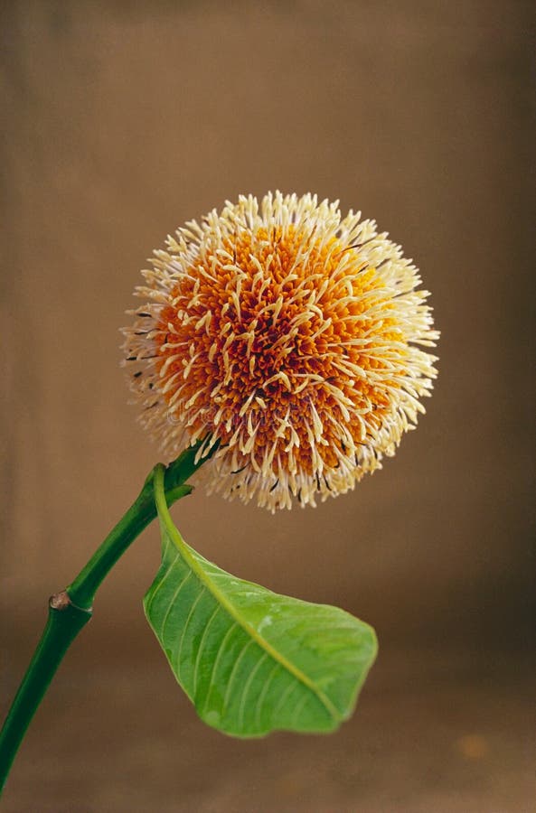 Kadam flower India stock image. Image of nature, closeups - 348663841