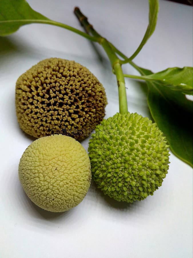 Kadam stock photo. Image of kadam, flower, nice, beautiful - 117537282