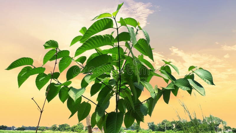 Kadam tree evening time stock photo. Image of tack, jungle - 255655970