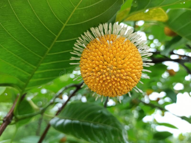 Kadamba flower stock image. Image of produce, kadamba - 227400579