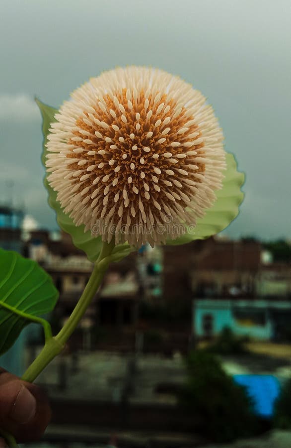 Kadamba flower stock photo. Image of plant, green, sunlight - 255818982