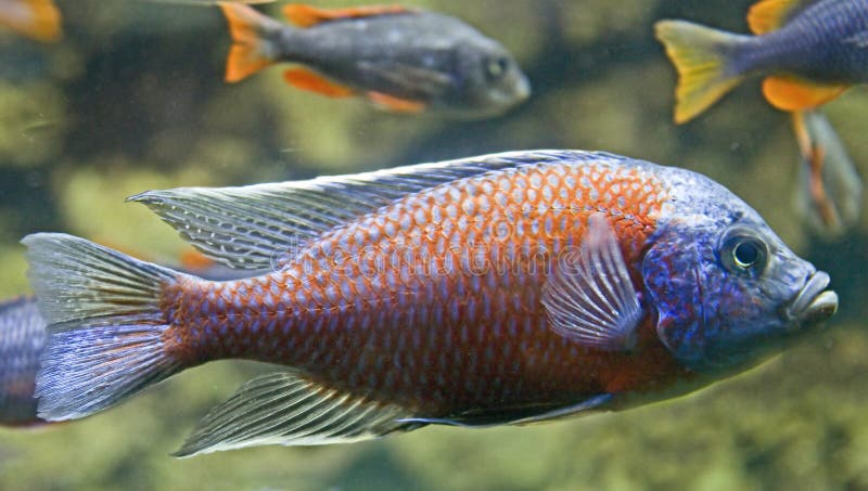 Kadango 1 stock image. Image of life, color, portrait - 5687623