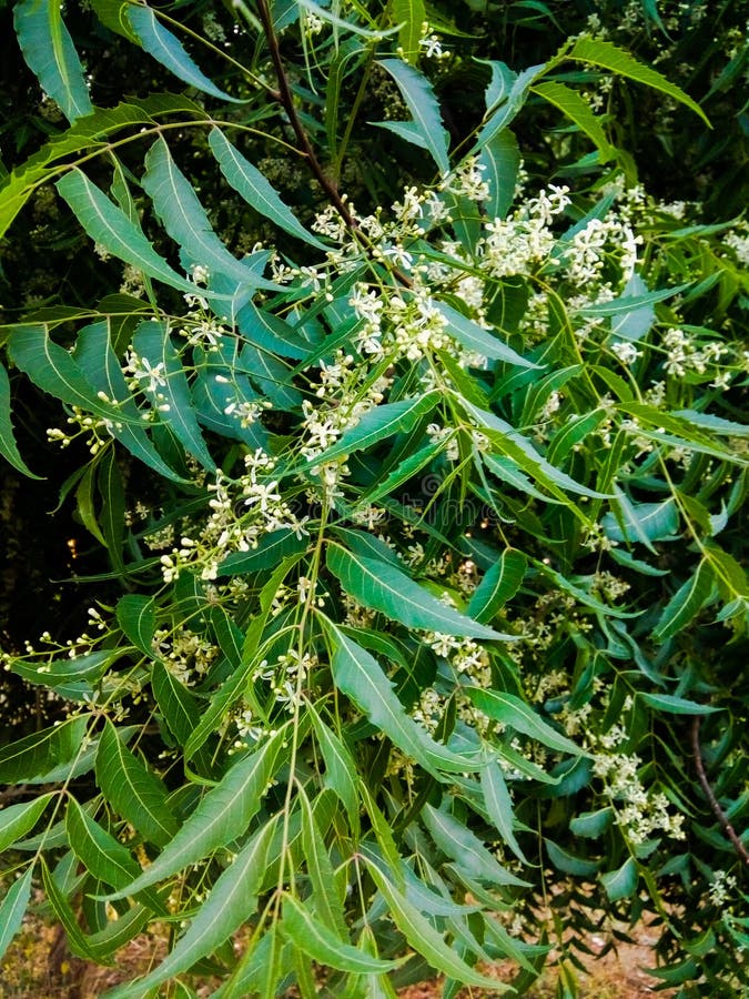 Kadulimb Tree Flower in Village . Stock Image - Image of azardica, tree ...