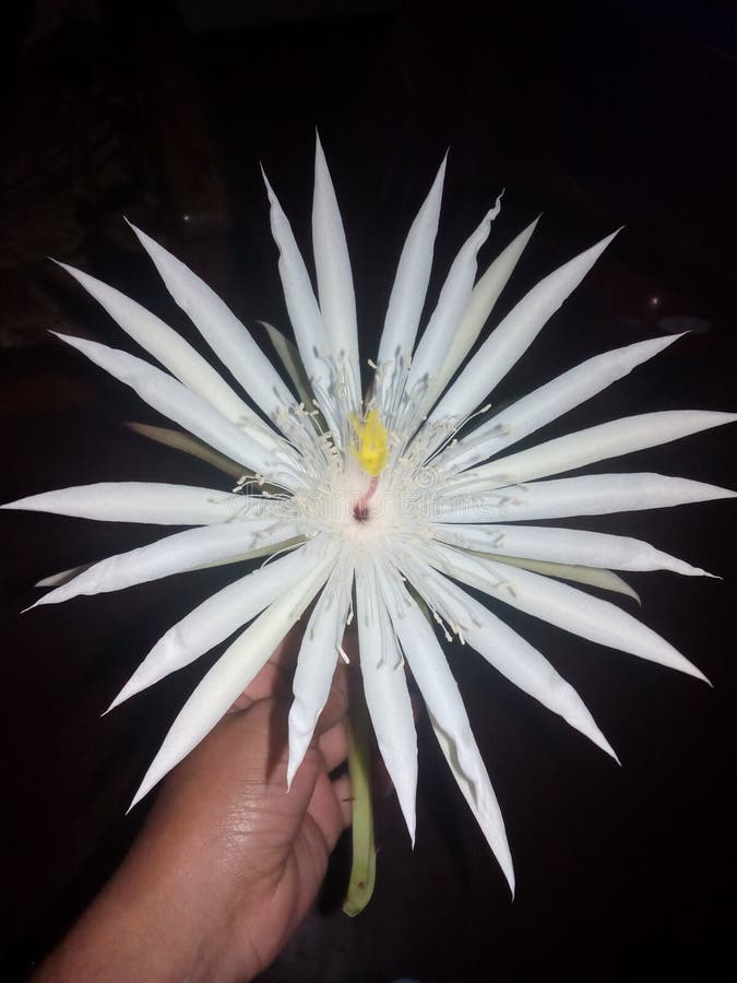 Kadupul Flower in Sri Lanka Stock Photo - Image of flower, lanka: 171128862