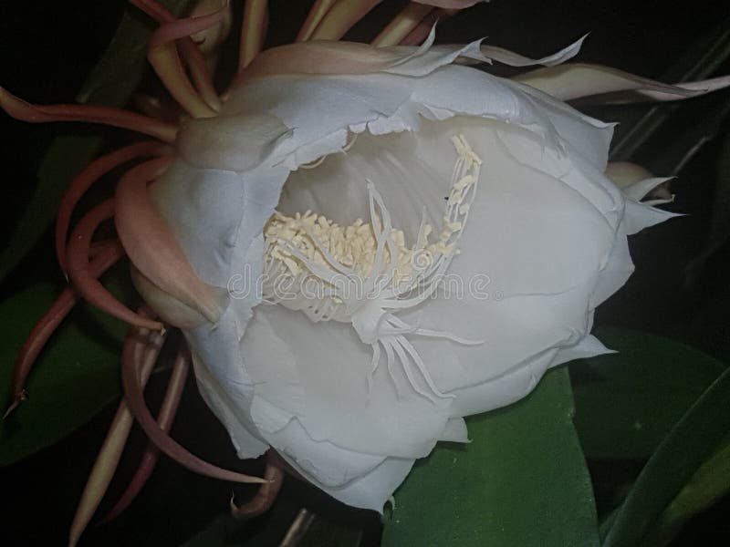 Kadupul Flower White Colour Stock Photo - Image of carving, sculpture ...