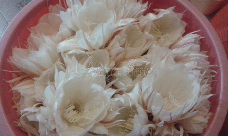 Kadupul Flowers stock photo. Image of kadupul, flower - 93738332