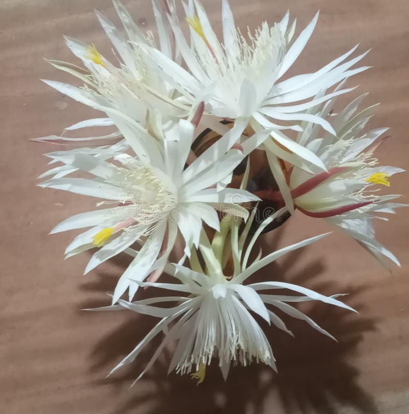 Kadupul Flower Wallpaper