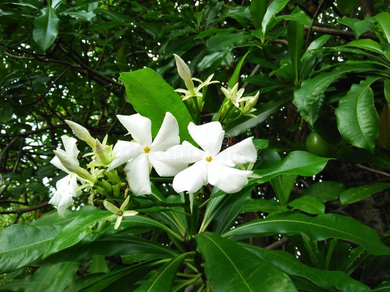 Kaduru Flower in Paddy Field Stock Image - Image of lands, lanka: 124436521