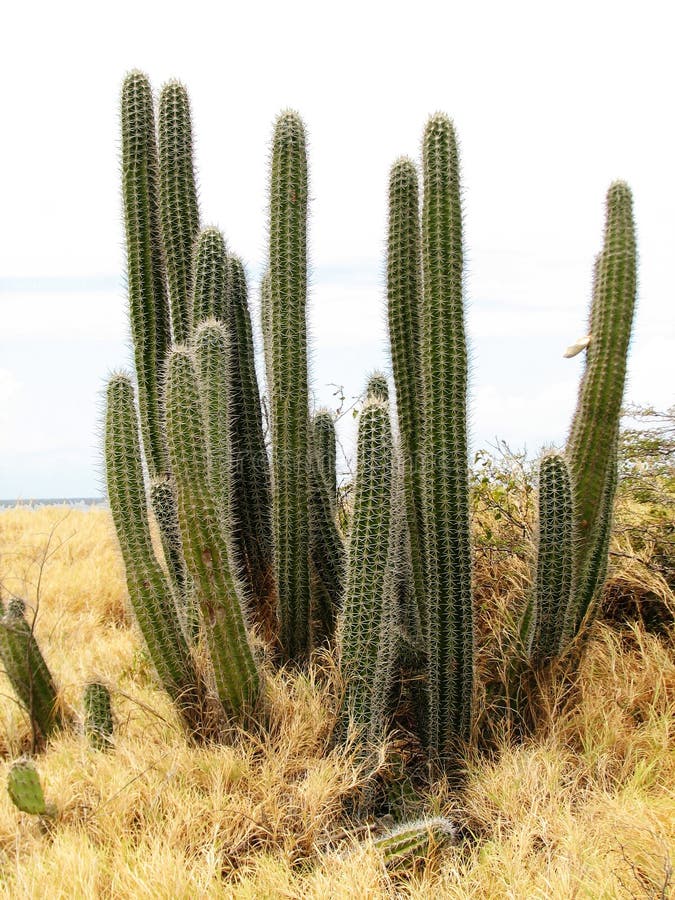 Kadushi Cactus Overlooking the Ocean Stock Photo - Image of floral ...