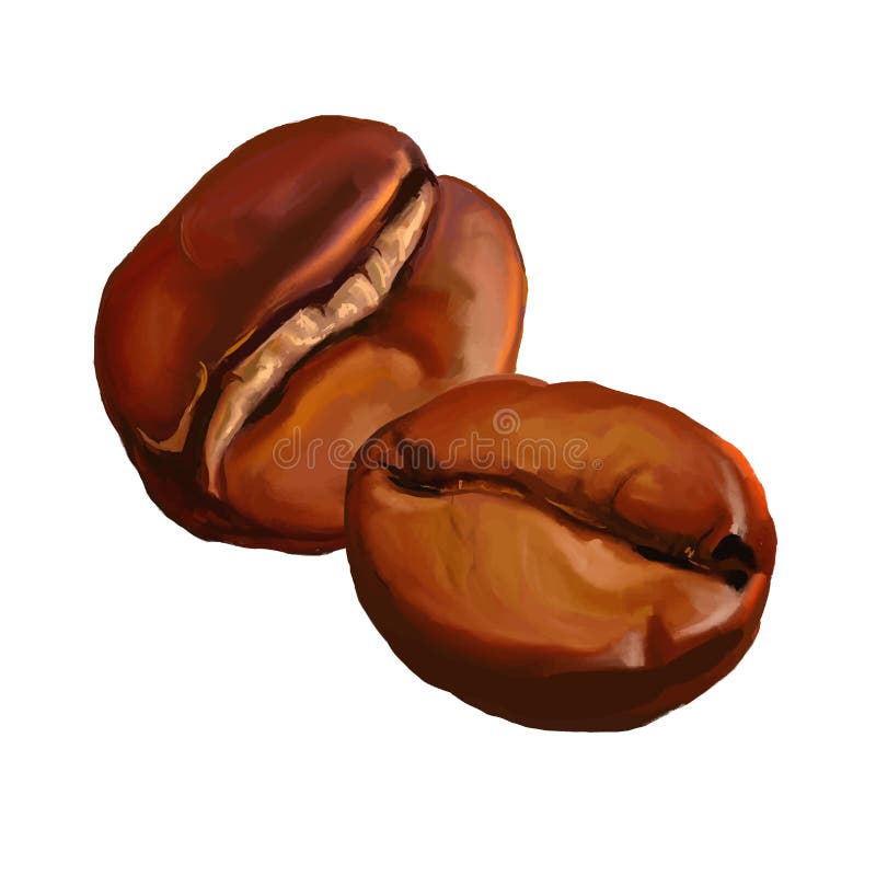 Kaffeebohne-Vektorillustration Gemalt Vektor Abbildung - Illustration ...