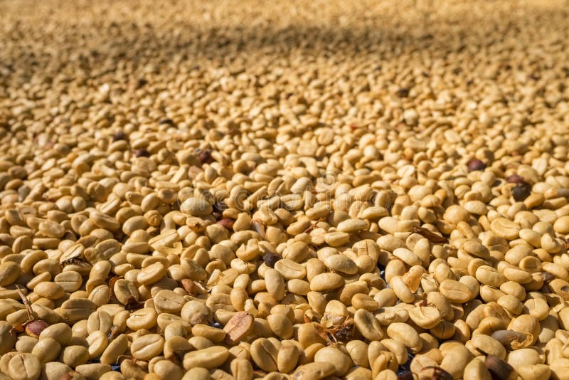 Rohe Bohnen Des Kaffees, Die Auf Sonne Trocknen Stockfoto - Bild von ...