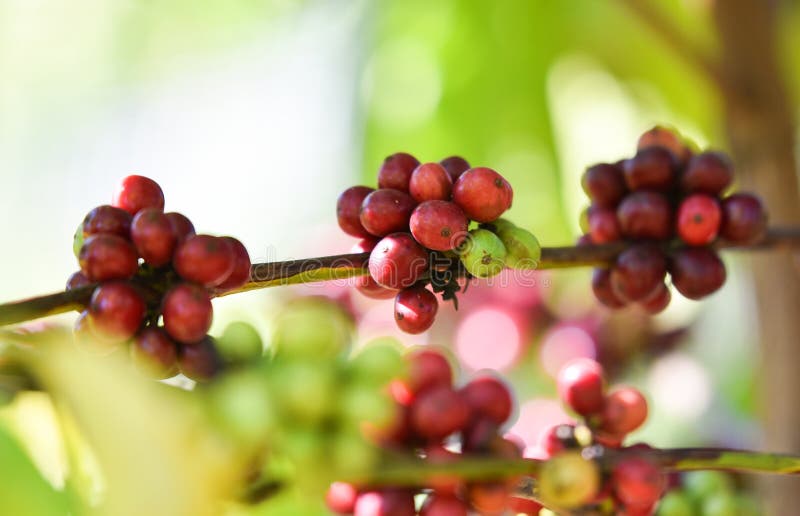 Kaffeekirsche Im Bauernhof Kaffeebohne Bereit Zur Ernte Stockbild - Bild von getränk, draussen ...
