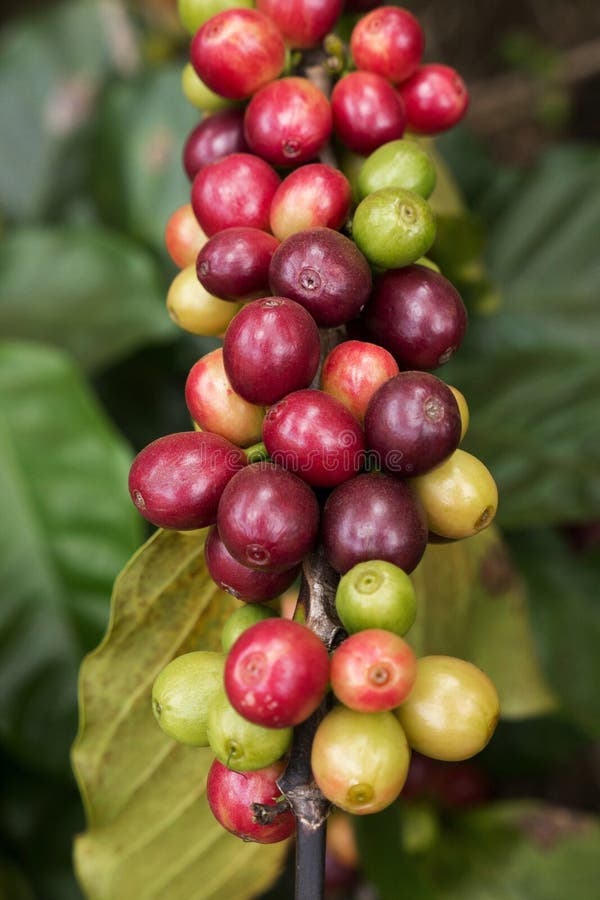 Kaffeekirschen Auf Einem Kaffeebaum In Boquete Stockfoto - Bild von frühstück, wald: 112325678