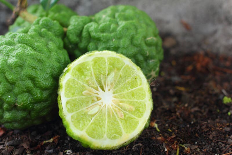 Kaffir stock foto. Image of vrucht, oppervlakte, azië - 32745930