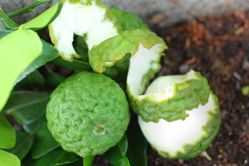 Kaffir stock image. Image of asia, thailand, kaffir, herbal - 32745877