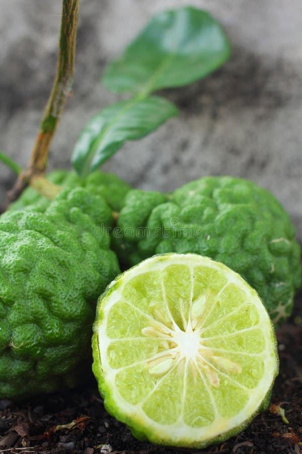 Kaffir stock photo. Image of pattern, paint, aroma, color - 32745894