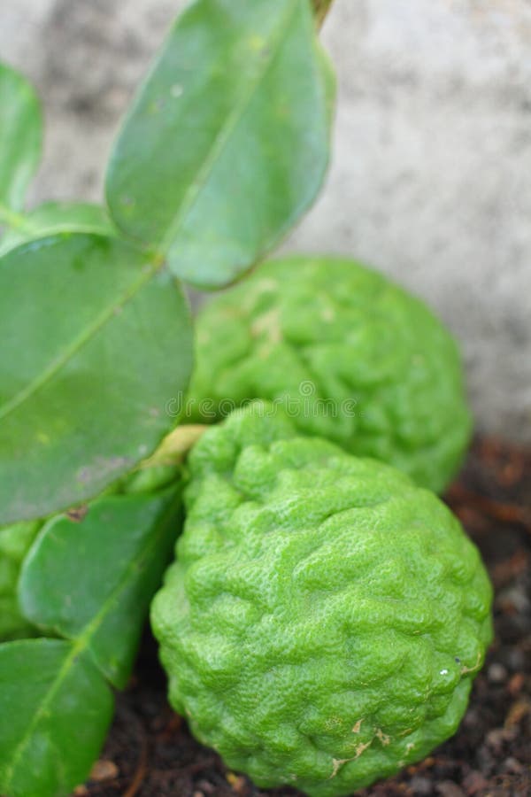 Kaffir stock image. Image of food, bergamot, pattern - 32746393