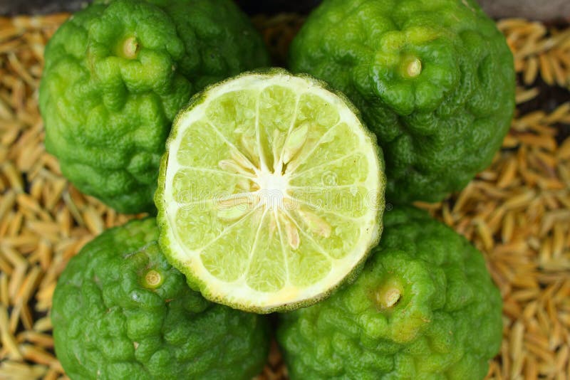 Kaffir stock image. Image of aroma, leaf, ingredient - 32746809
