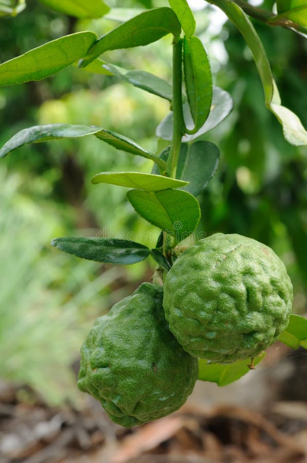 Kaffir lime stock photo. Image of food, ingredient, kaffir - 18008040