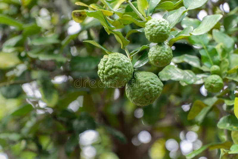 Kaffir Lime , Bergamot or Citrus Hystrix on Tree in Backyard Stock ...