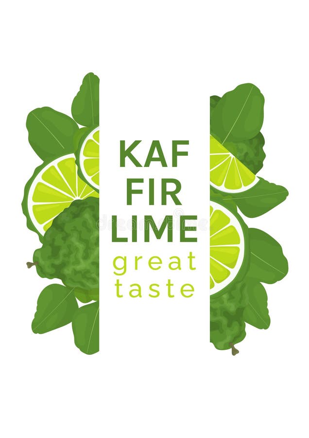 Kaffir Lime or Bergamot Web Banner. Horizontal Flyer or Screen for ...