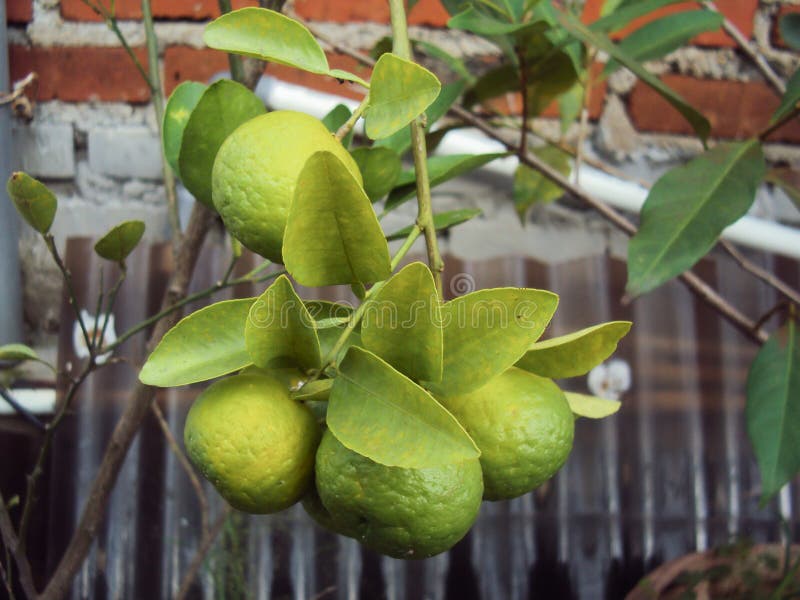 Kaffir Lime Citrus Hystrix Fruits on Tree Stock Photo - Image of fruits ...