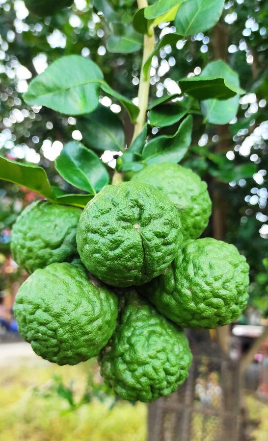 Kaffir Lime , Group of Tropical Fruit on the Branch of Kaffir Lime ...