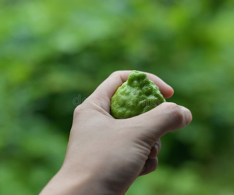 Kaffir lime on hand stock photo. Image of kaffir, healthy - 57599354