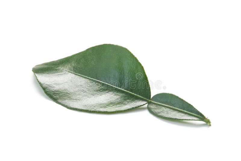 Kaffir Lime Leaf stock photo. Image of tropical, exotic - 161817068