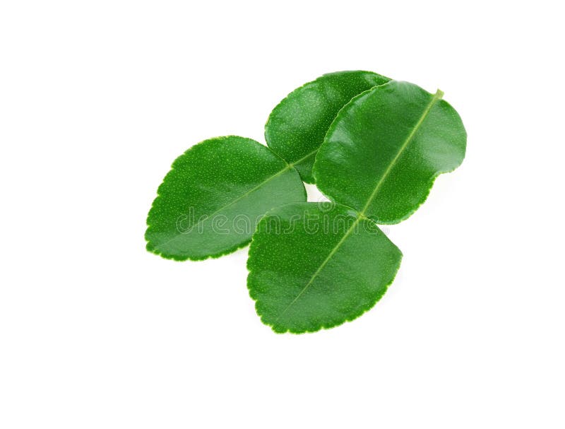 Kaffir Lime Leaf Isolated on White Background Stock Image - Image of ...