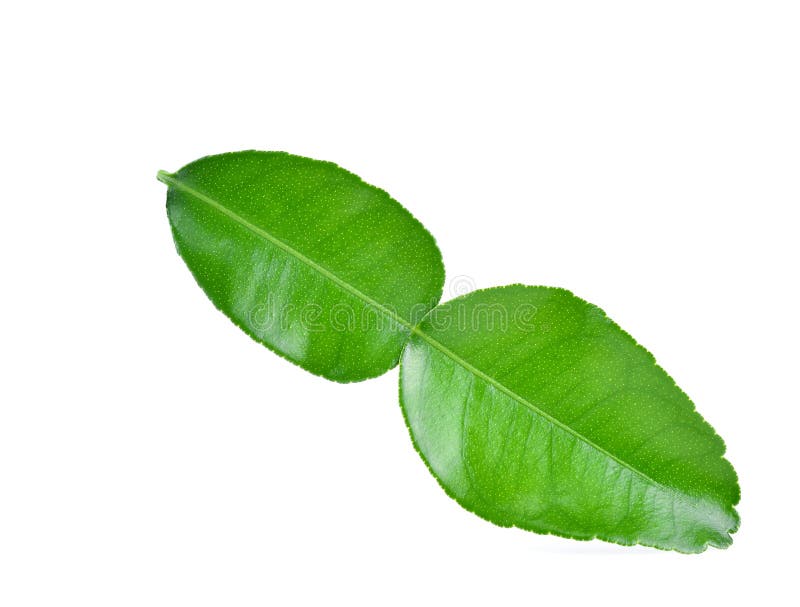 Kaffir Lime Leaf Isolated on White Background Stock Image - Image of ...