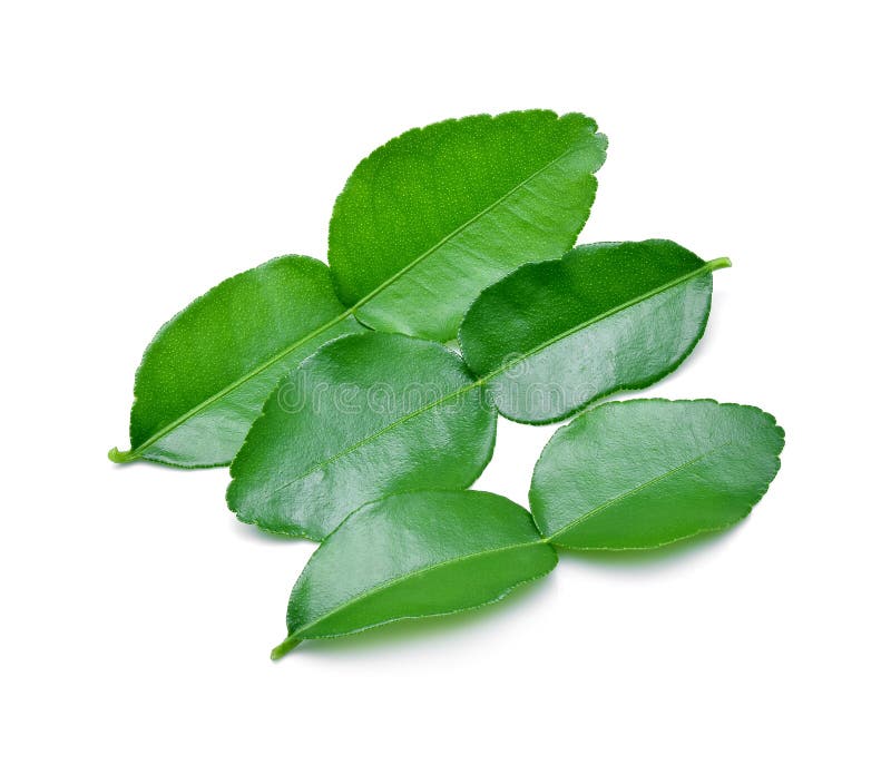 Kaffir Lime Leaf Isolated On White Background Stock Image - Image of ...