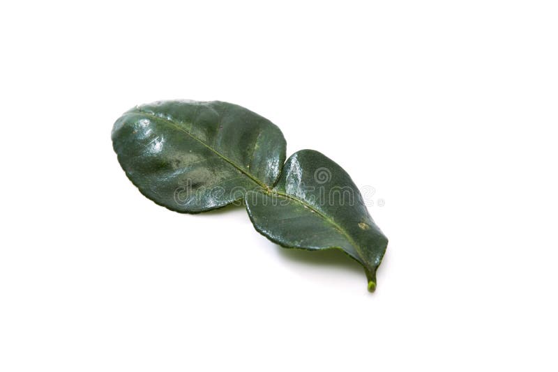 Kaffir lime leave stock photo. Image of cuisine, herb - 101762614