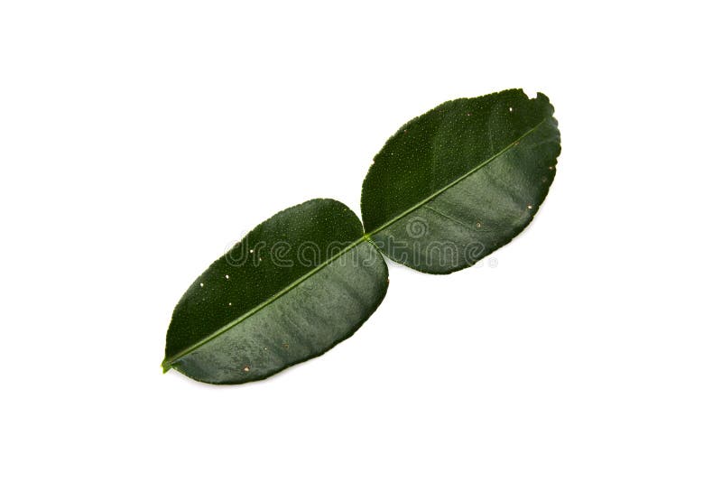 Kaffir lime leave stock photo. Image of background, cook - 101905780