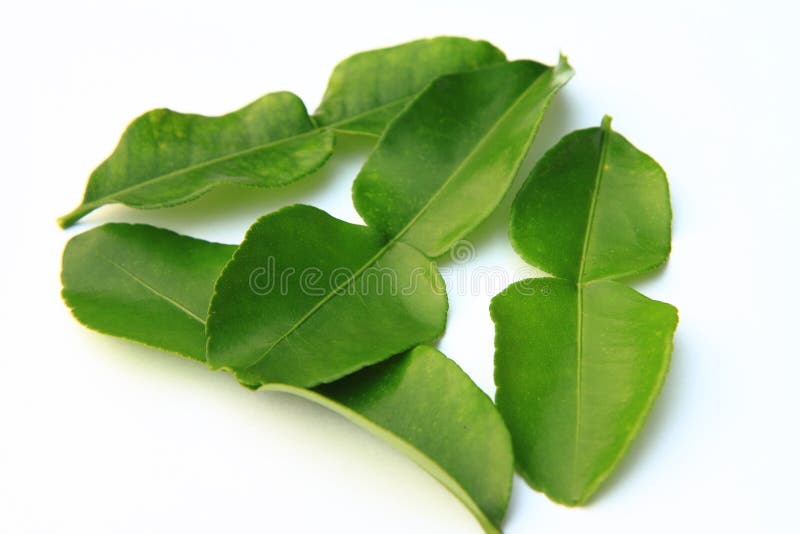 Kaffir lime leaves. stock image. Image of foods, aroma - 18748127
