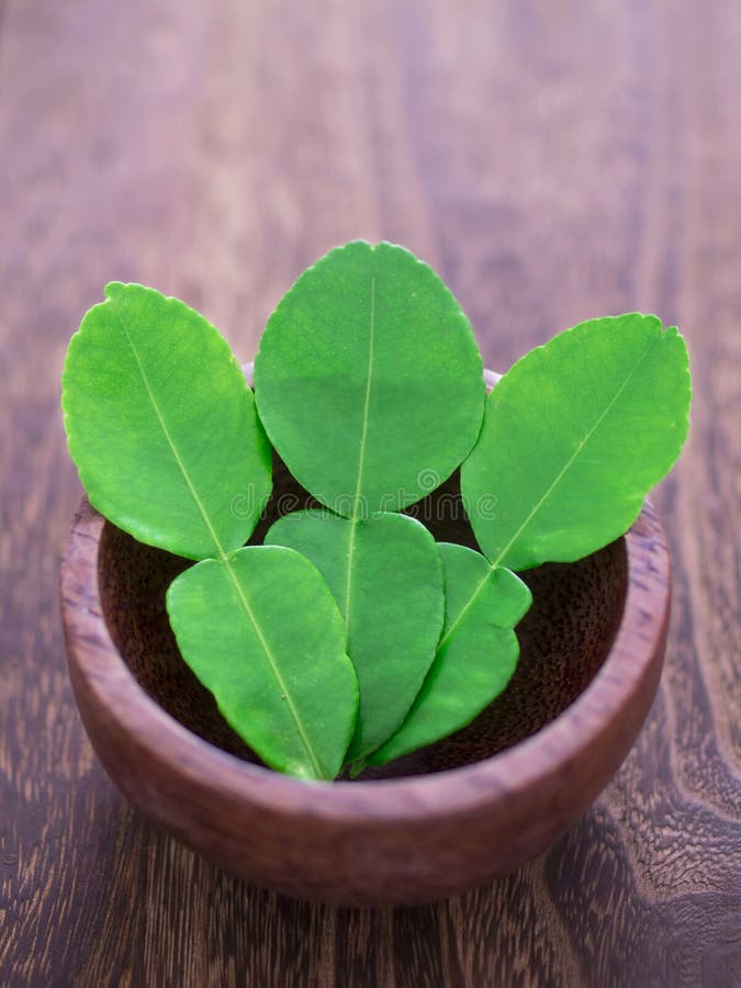 Kaffir lime leaves stock image. Image of lime, asian - 23732497