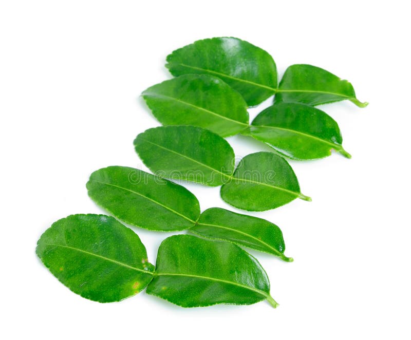 Kaffir lime leaves stock image. Image of isolated, asian - 34128793