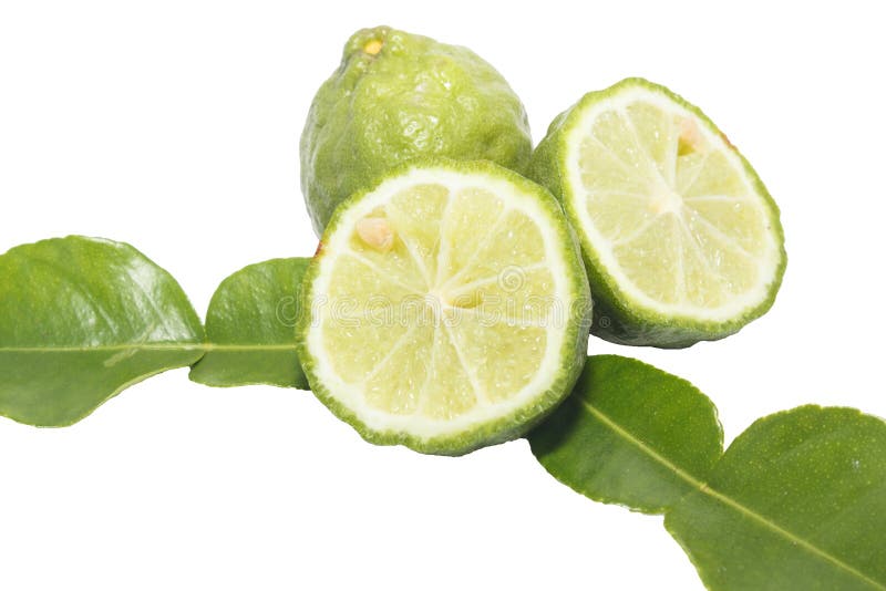 Kaffir Lime with Leaves Isolate Stock Image - Image of leaf, lime: 37895249