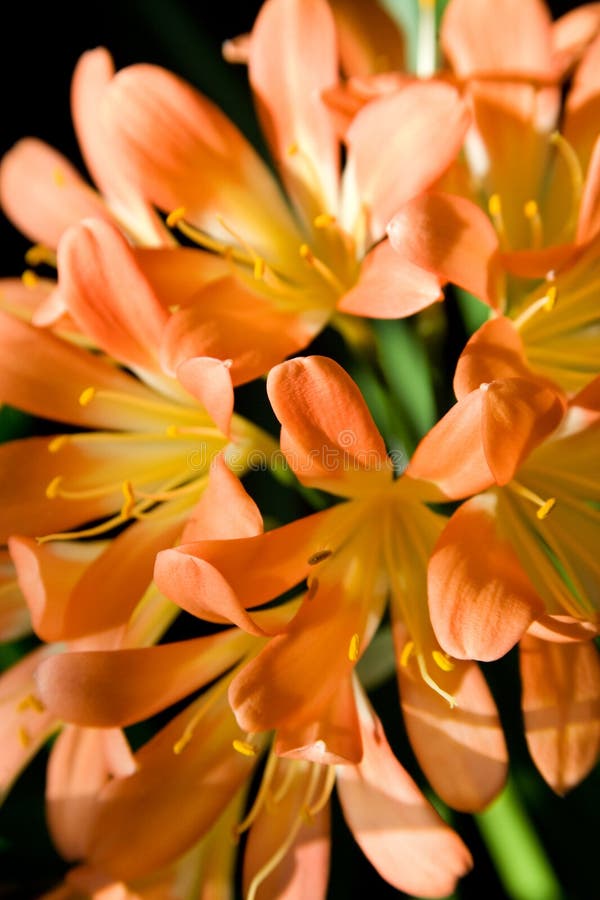 Kafir lily stock image. Image of sunlight, stamen, pink - 13615265