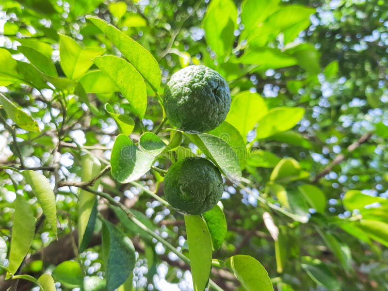 Kafir Lime Leaves - Addition for Asian Cuisine Stock Image - Image of ...