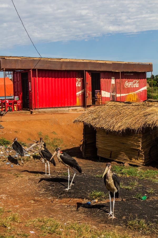 KAFU, UGANDA - MARCH 10, 2020: Marabou Storks and a Small Restaurant at ...