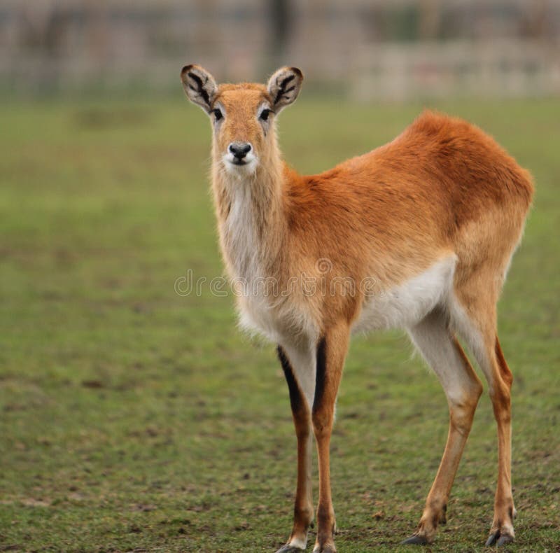 Kafue Flats Lechwe stock image. Image of african, bovid - 140609671