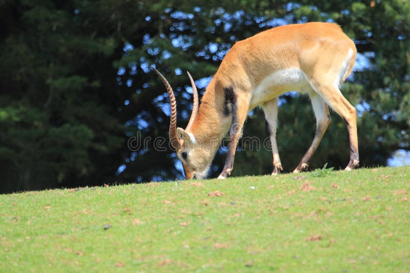 Kafue Flats Lechwe they Lie and Stand on the Grass and Bask in the Sun ...